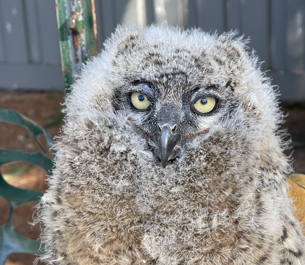 These Guys are a Hoot - The Prairie SchoolThe Prairie School